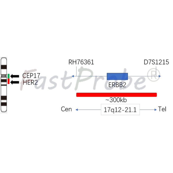 Montreal Biotech HER2 Gene Amplification Probe Detection Kit (HER2)